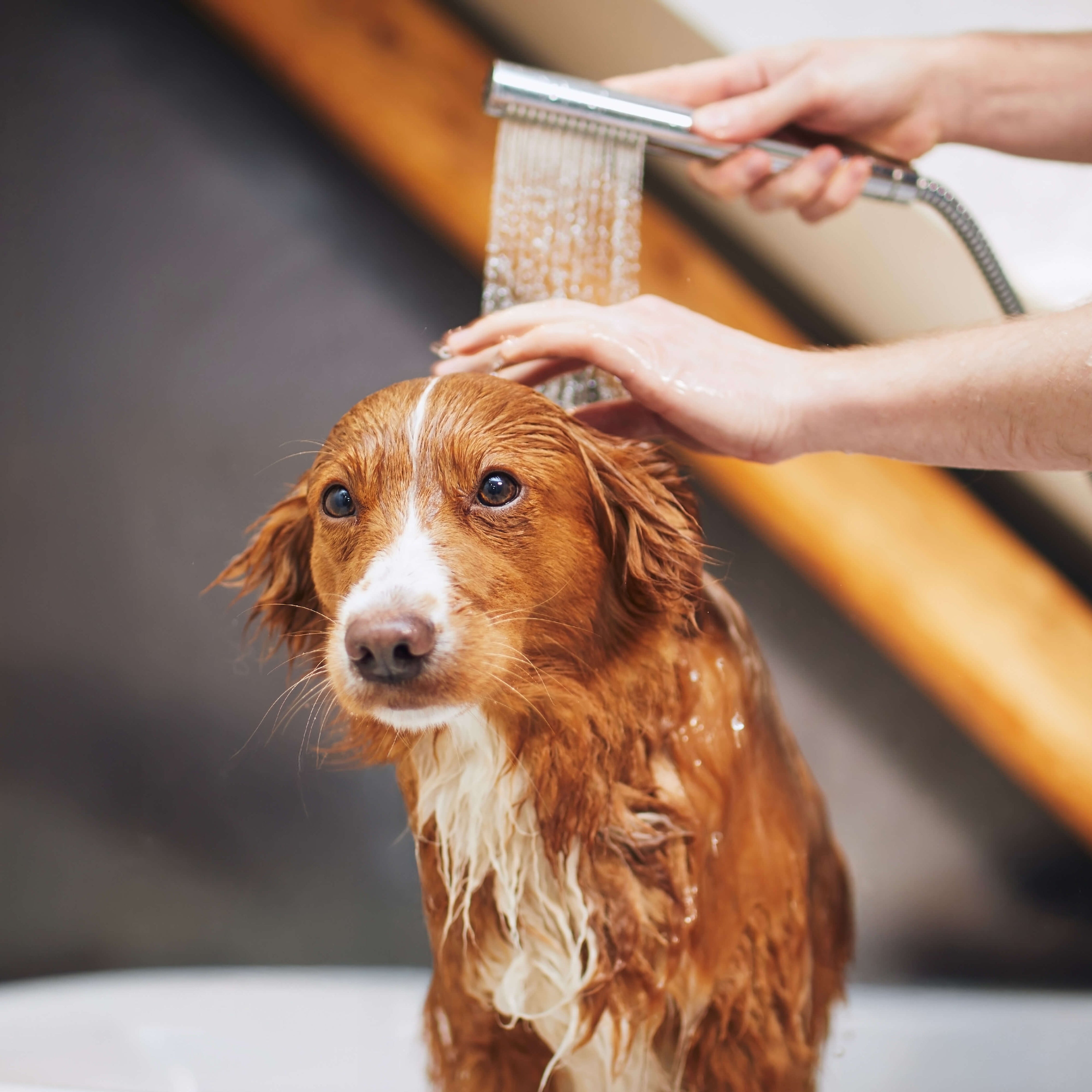 Shower Kit | Aquor Water Systems